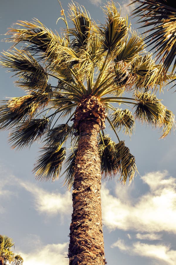 Golden Palm Tree Under Blue Sky Stock Image - Image of blue, paradise ...