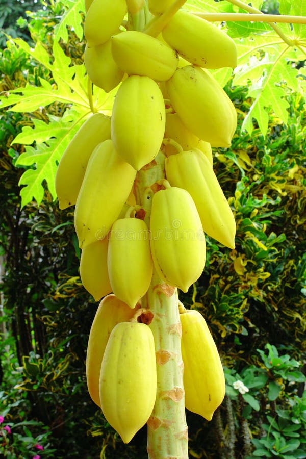 Golden Papaya Fruit on Tree Stock Image - Image of papaya, asian: 47209179