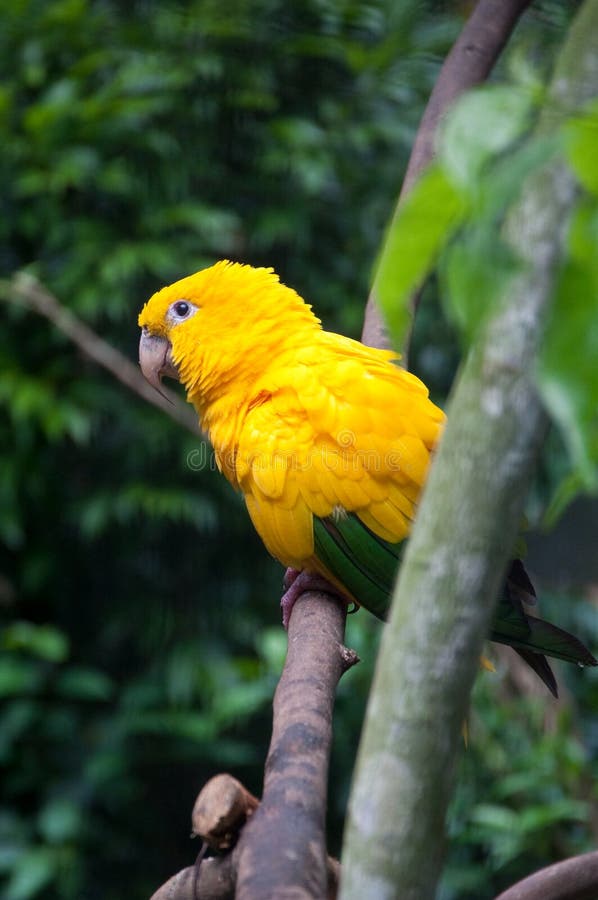 Golden Parakeet stock photo. Image of ararajuba, green - 20837342