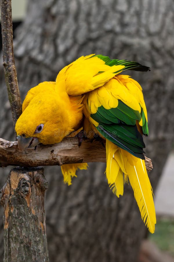 Golden parakeet stock photo. Image of brnding, branchb - 334434004