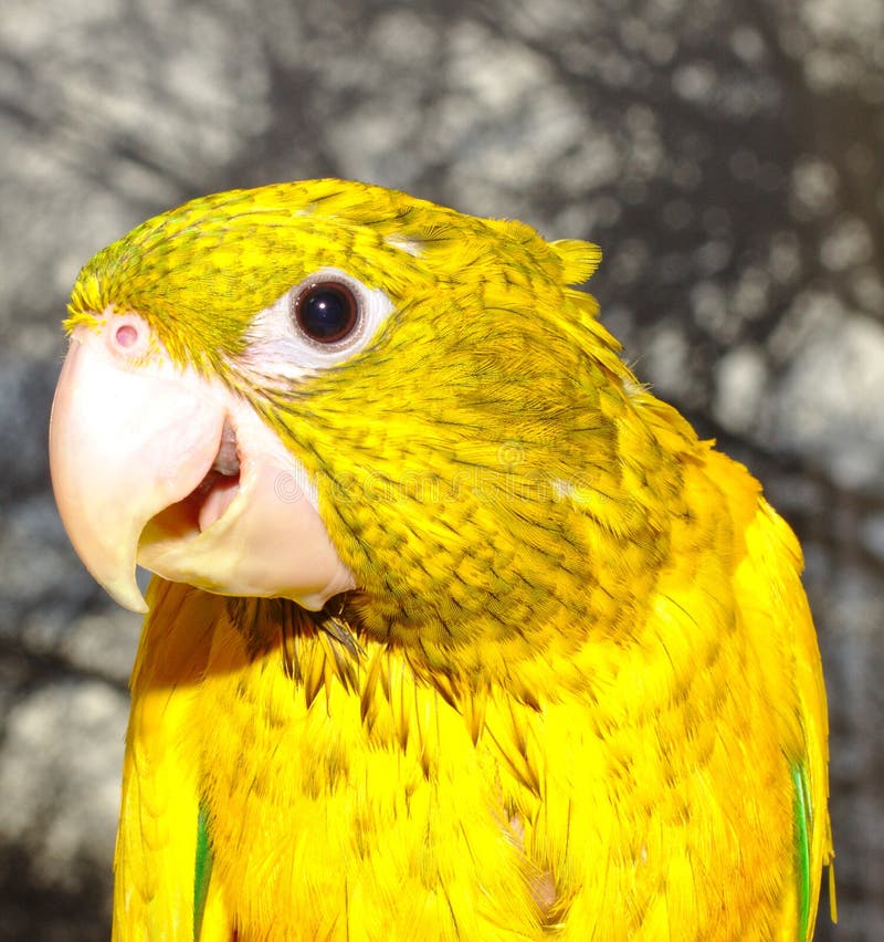 Golden Parakeet stock photo. Image of conure, animal - 41516480