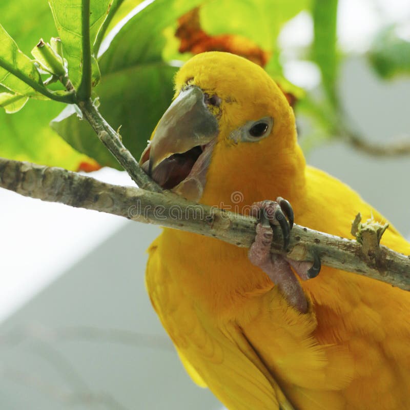The Golden Parakeet or Golden Conure Sitting on a Branch Stock Image ...