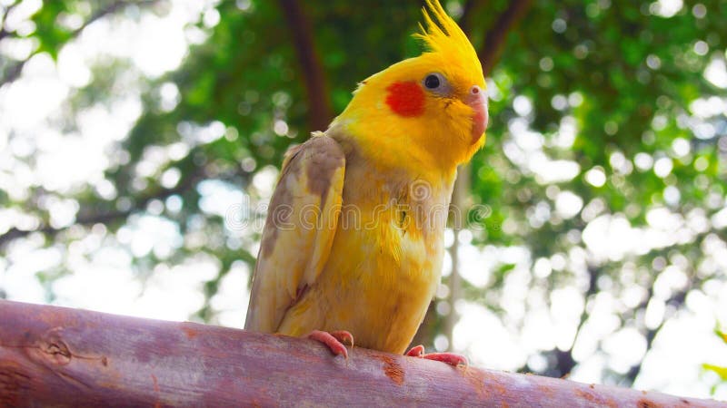 The golden parrot stock image. Image of beautiful, happy - 50048573