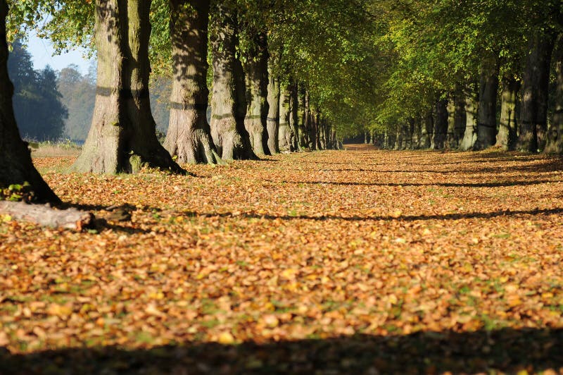Golden path stock image. Image of trees, brown, nottinghamshire - 16914779