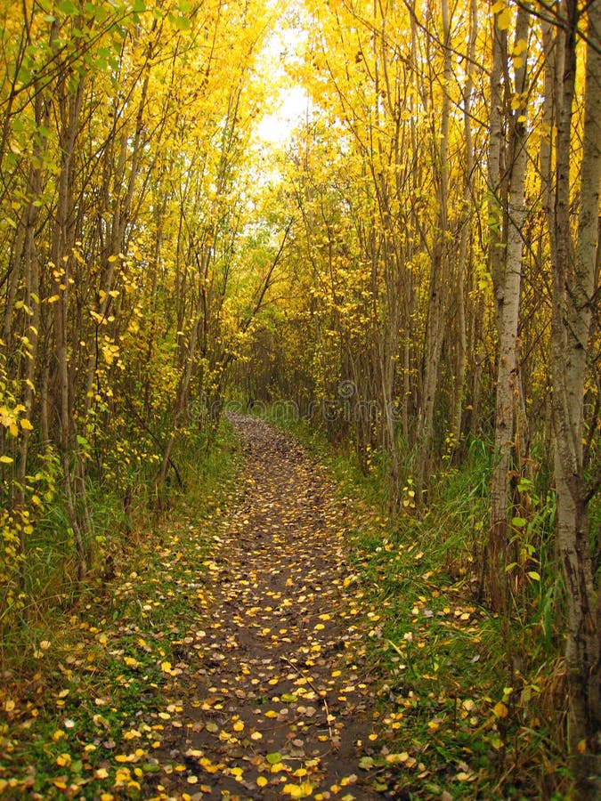 Golden Path of Fall stock photo. Image of light, yellow - 4714434