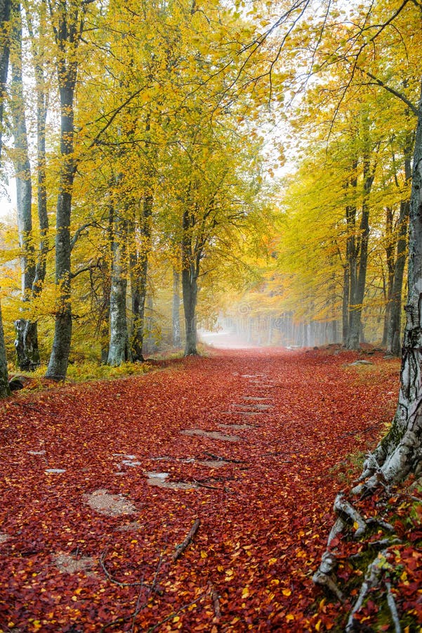 Golden path stock image. Image of colors, idyllic, forest - 91066995