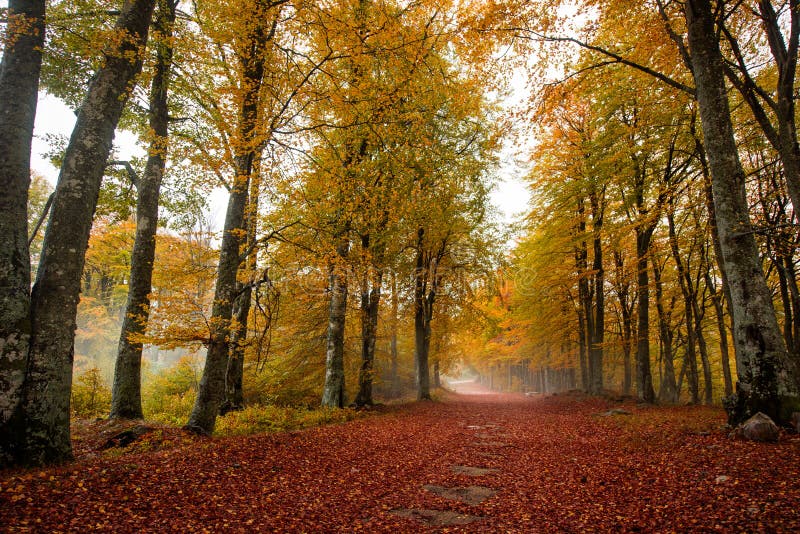 Golden path stock photo. Image of foliage, light, magnificent - 91067214