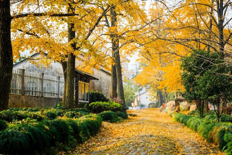 Golden path stock photo. Image of golden, morning, green - 35635564
