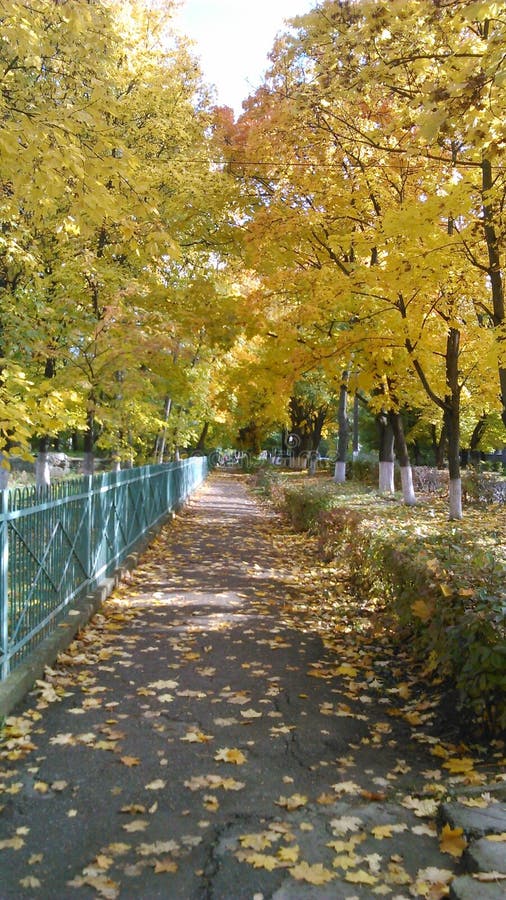 Golden path stock photo. Image of yellow, path, golden - 83565000