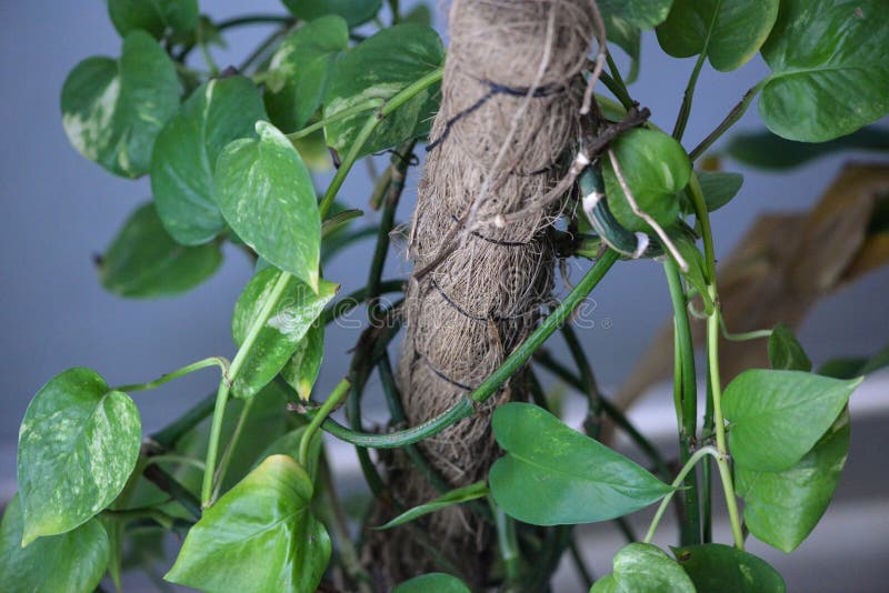 Golden Pathos house plant stock image. Image of green - 186083433