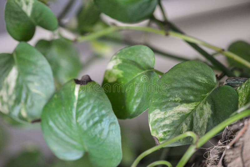 Golden Pathos house plant stock image. Image of green - 186083433