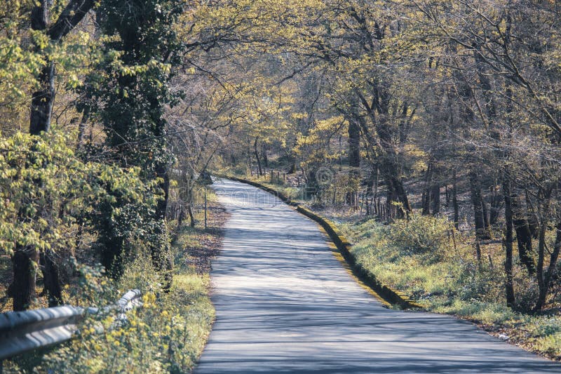 Golden Pathway through Autumn Trees Stock Image - Image of corridor ...
