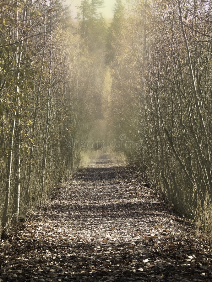 Golden Pathway stock photo. Image of fall, trees, sunlight - 45112708