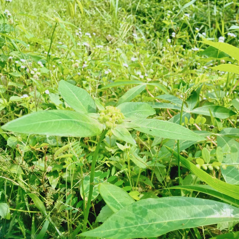 Golden patik grass stock image. Image of grass, golden - 320379125