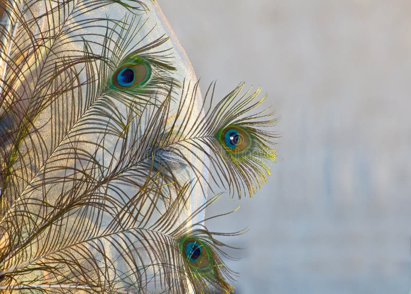 Golden Peacock Feathers stock photo. Image of feathers - 26518576