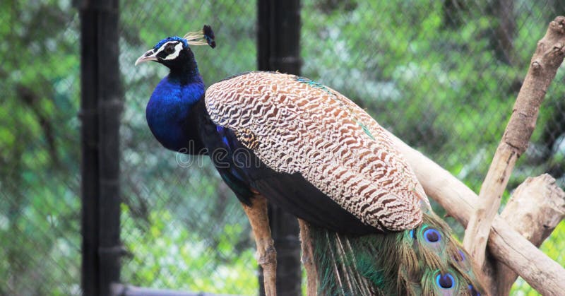 Unique Luxury Golden Peacock Bird Model Stock Image - Image of cost ...