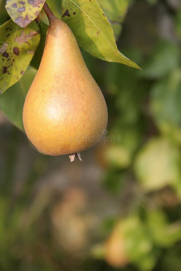 Golden pear stock image. Image of tree, juicy, leaf, ripe - 1323797