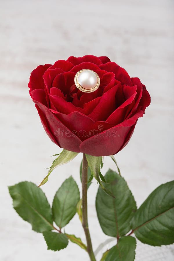 Golden Pearl Ring on a Red Rose Stock Image - Image of jewelry ...
