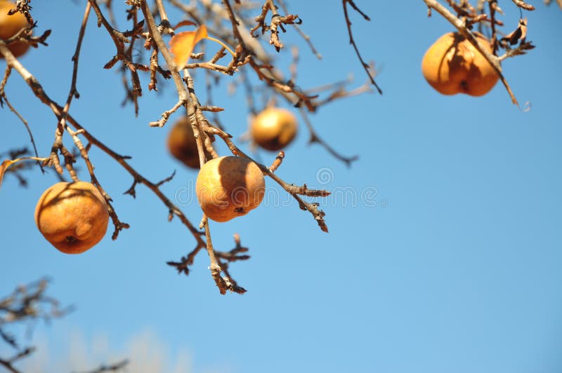 Golden pears on pear tree stock image. Image of branches - 143010367