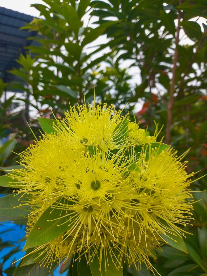 Golden Penda & X28;Xanthostemon Chrysanthus& X29; in the Garden Stock ...