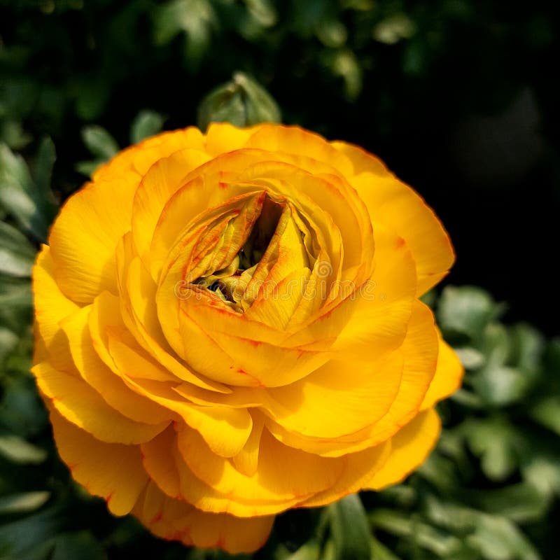 Golden Petals of Ranunculus Flowering Branch Stock Image - Image of ...