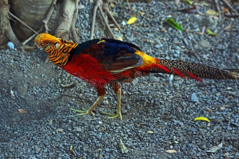 The Male Golden Pheasant in the Aviary Stock Image - Image of gold ...
