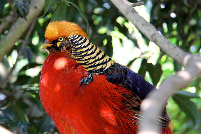 The Golden Pheasant or Chinese Phea Stock Image - Image of look ...