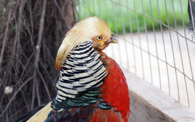 Golden Pheasant, Chrysolophus Pictus Stock Image - Image of portrait ...