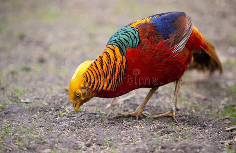 Golden Pheasant - Chrysolophus Pictus Stock Photo - Image of golden ...