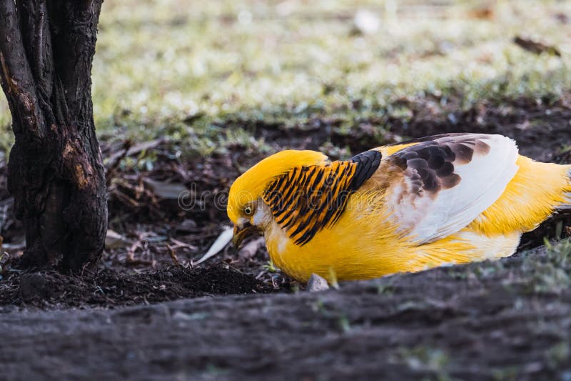 Golden Pheasant (Chrysolophus Pictus) Eating among the Ground Stock ...