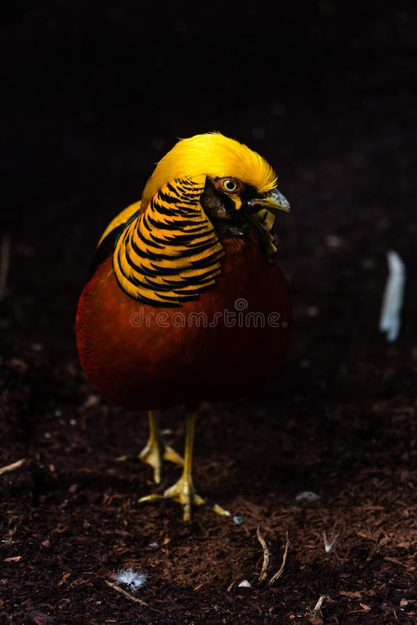 Golden Pheasant on Dark Background Stock Photo - Image of colorful ...