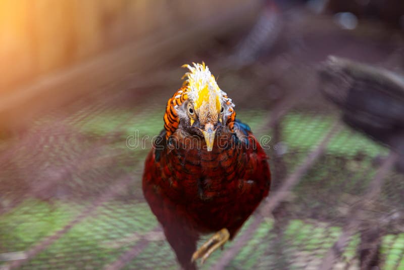 Golden Pheasant with Multi-colored Feathers. Rare and Beautiful Birds ...
