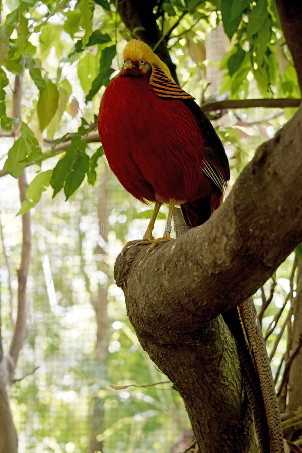 A golden pheasant stock image. Image of feathers, golden - 132198243