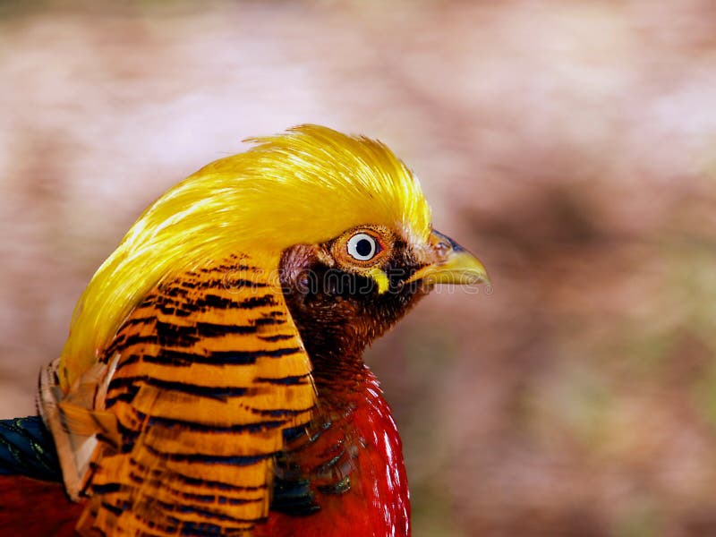Golden Pheasent Picture. Image: 100749