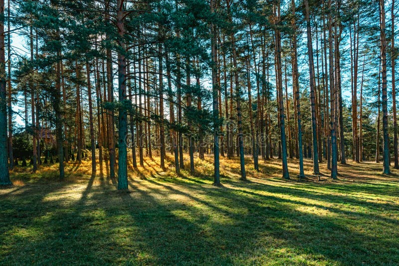Golden Pine Treeline Back Lit with Sunlight Stock Image - Image of ...