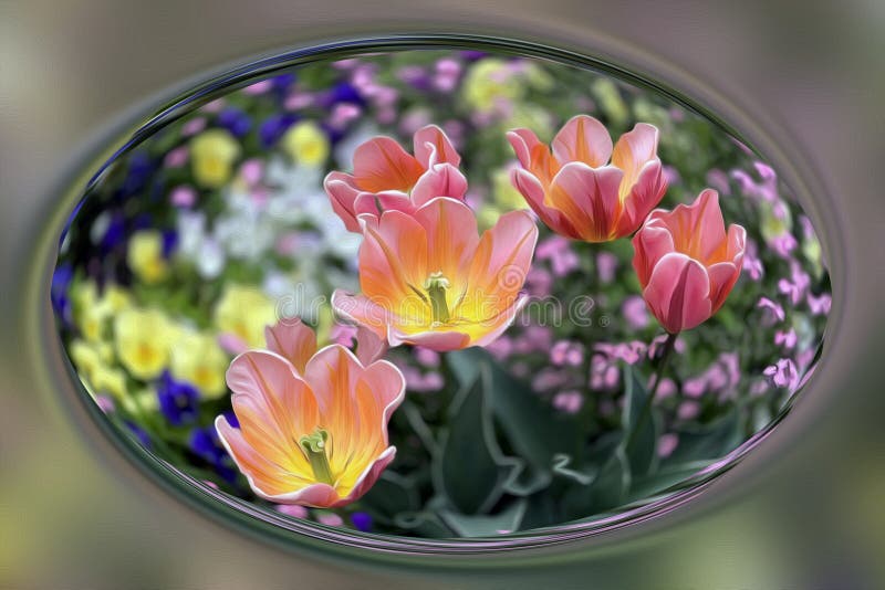 Golden pink tulips stock image. Image of effect, gold - 247723091