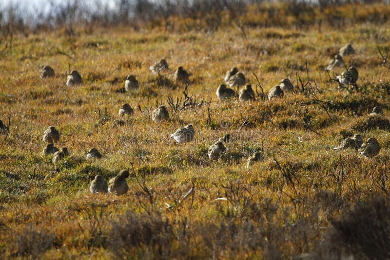 Golden Plover gathering. stock image. Image of golden - 20058959