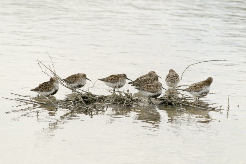 Golden plover migration stock image. Image of water, birds - 91756697
