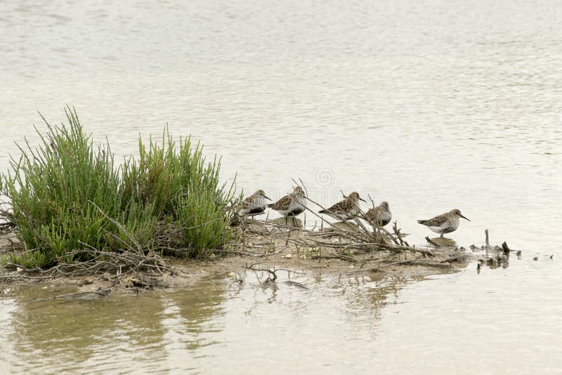 Golden plover migration stock image. Image of water, river - 91756765