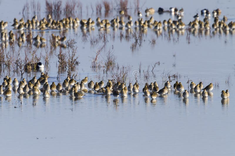 Golden-Plover stock photo. Image of animal, white, winter - 33966130