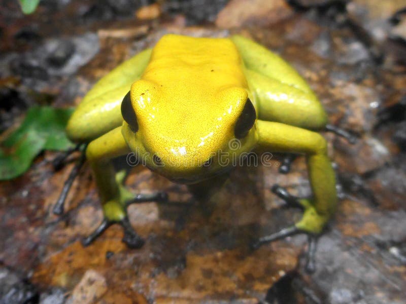 Golden poison frog stock photo. Image of yellow, poison - 61549016