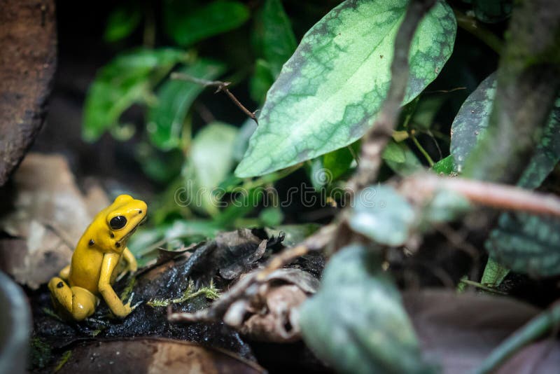 Golden Poison Frog stock image. Image of animal, poison - 316263707