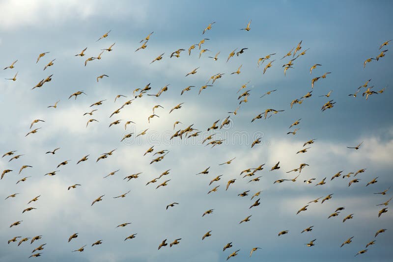 Golden Polver Stock Photos - Free & Royalty-Free Stock Photos from ...