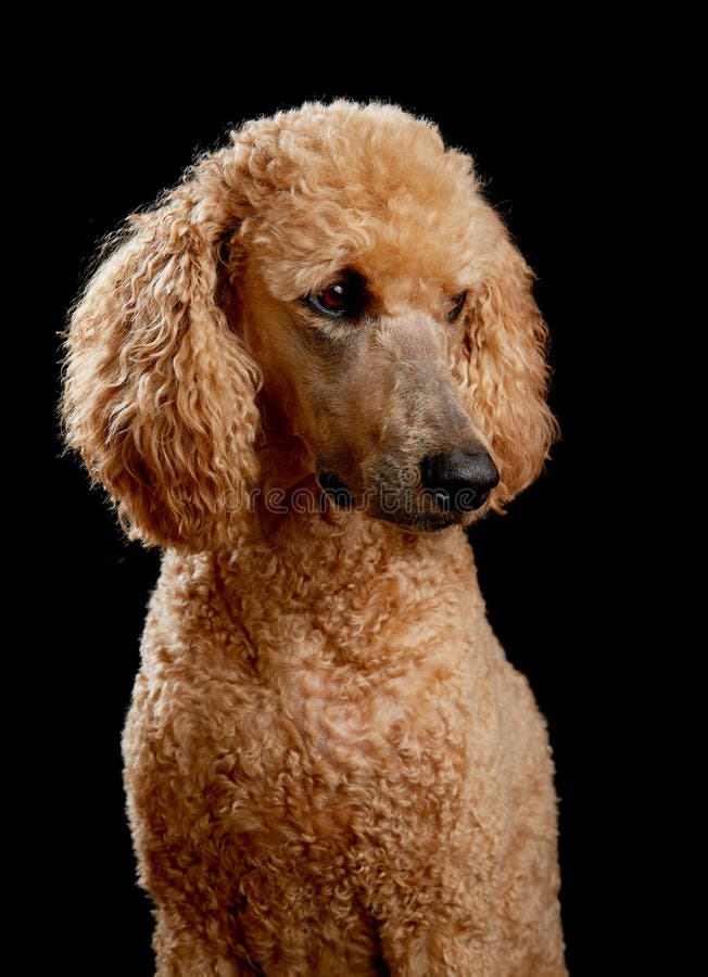 Poodle portrait in studio stock photo. Image of fluffy - 65719394