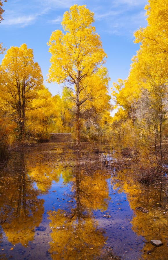 Golden poplar forest stock photo. Image of calm, leaf - 106129766