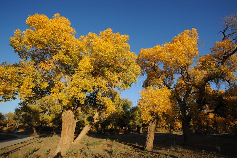 Golden Poplar Tree Under Blue Sky Stock Photo - Image of farm ...