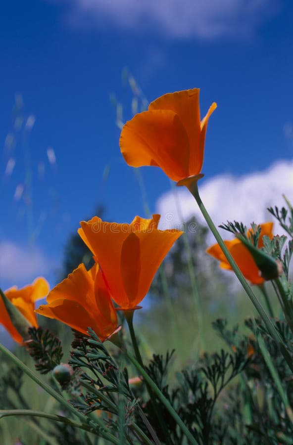 Golden Poppy stock photo. Image of golden, adventure, orange - 5810096