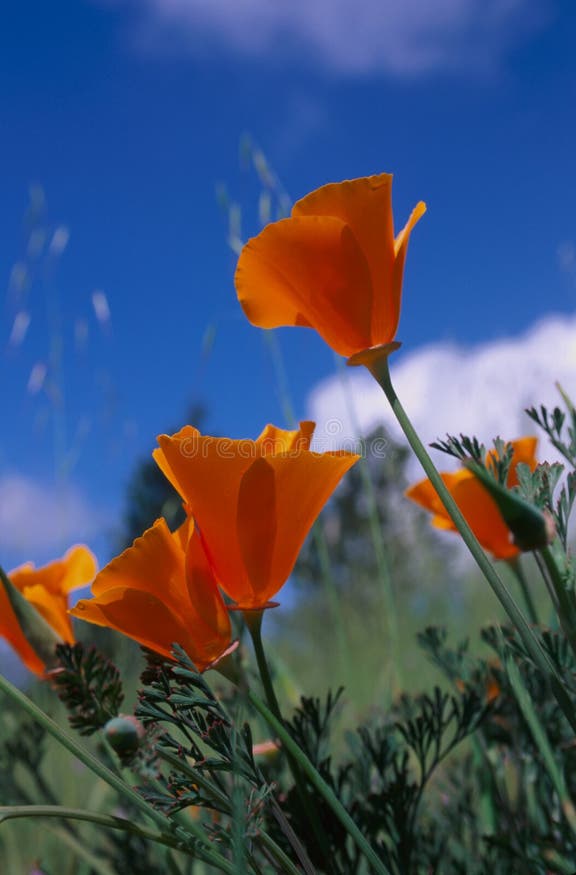 13,782 Golden Poppy Awards Stock Photos - Free & Royalty-Free Stock ...