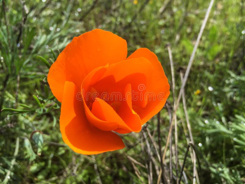 Golden Poppy stock image. Image of west, survival, flower - 68905351