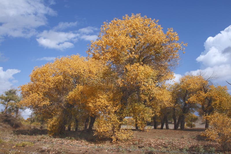 Golden Populus tree stock photo. Image of landscape, clouds - 6729052